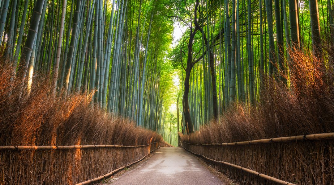 Tour | Classic Japan Starting Tokyo | Indus Travels | IndTur2876