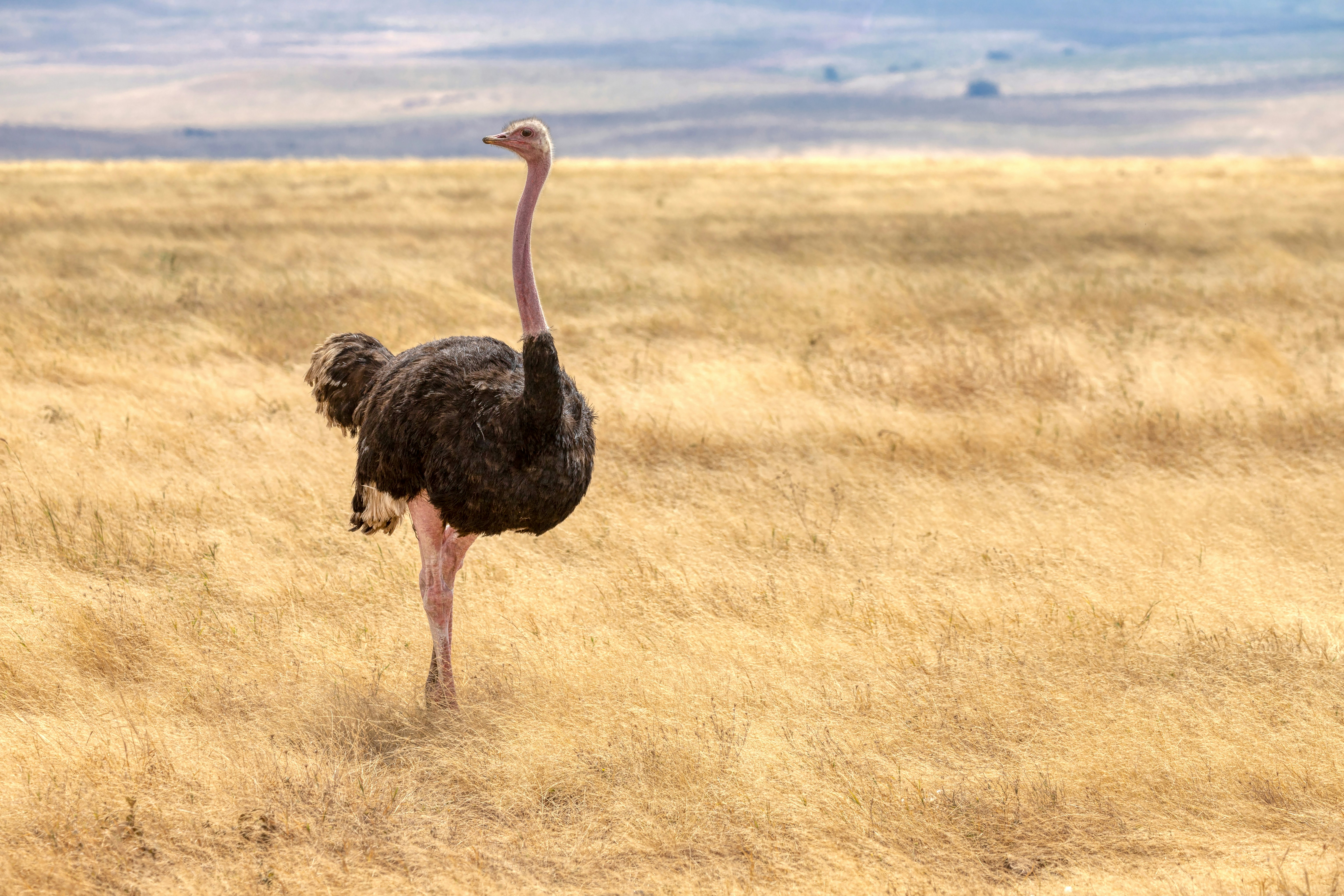 Tour | Kenya & Tanzania: Amboseli, The Serengeti & Ngorongoro Crater ...