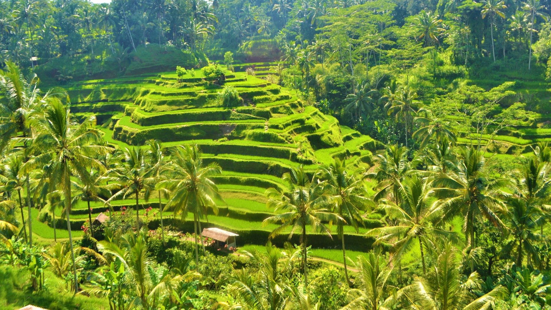 Tour | Primates & Dragons of Indonesia | Exodus Adventure Travels | WOZ2