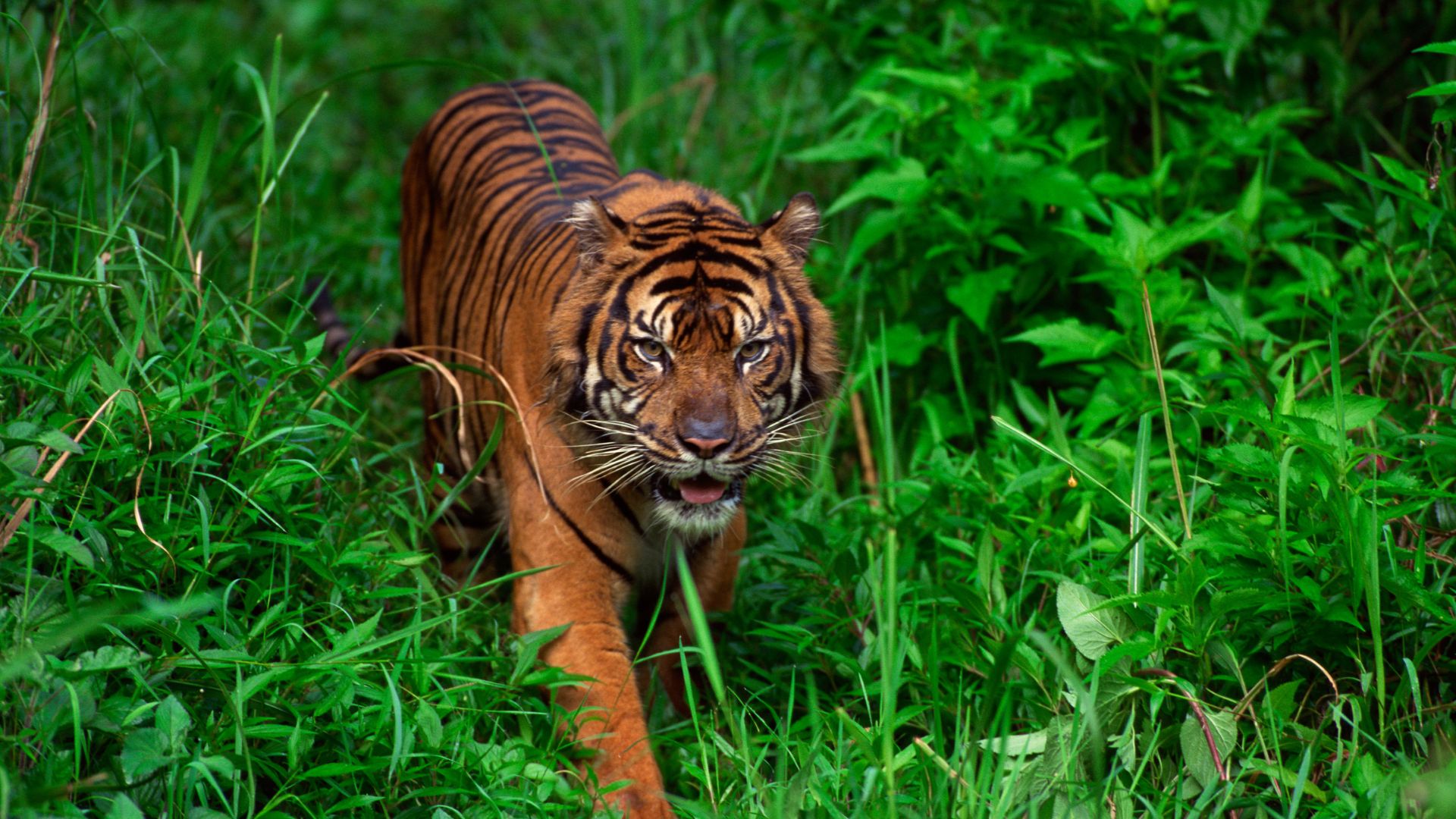 Tour | Primates & Dragons of Indonesia | Exodus Adventure Travels | WOZ2