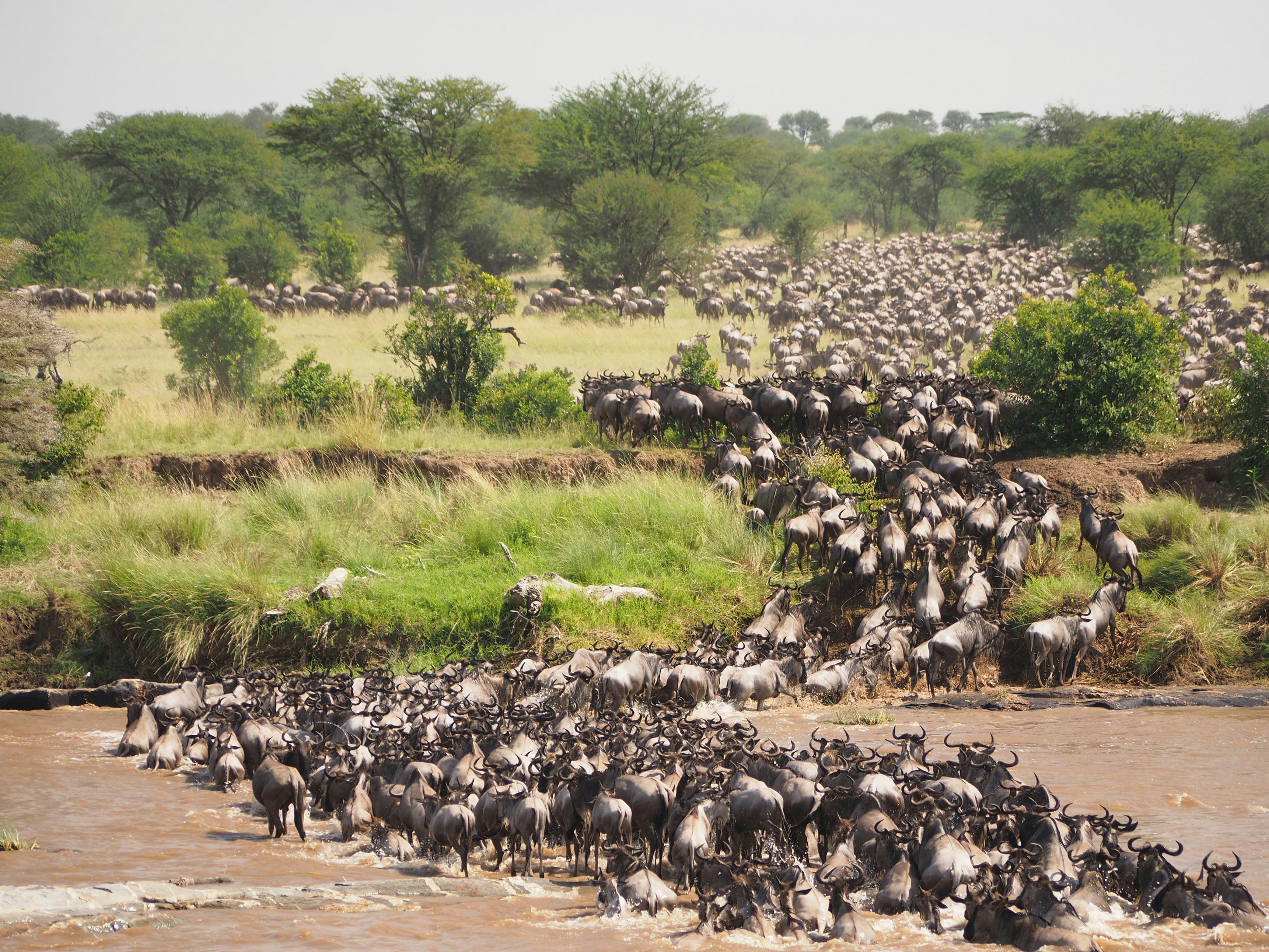 Tour | Signature: Tanzania’s Serengeti, Tarangire & Ngorongoro Crater ...