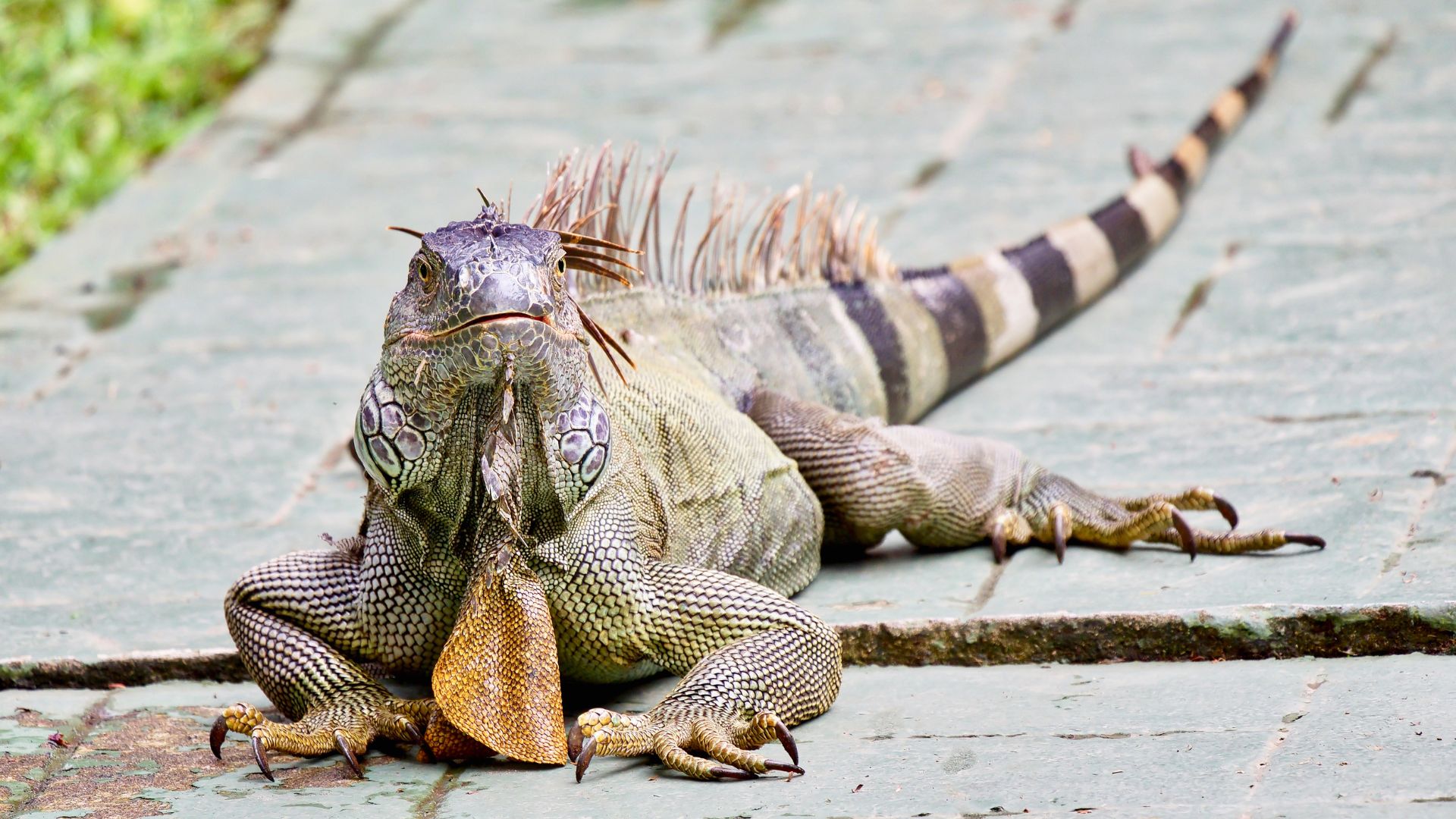 Tour | Signature: Costa Rica's Tortuguero, Arenal & Cloud Forests | G ...