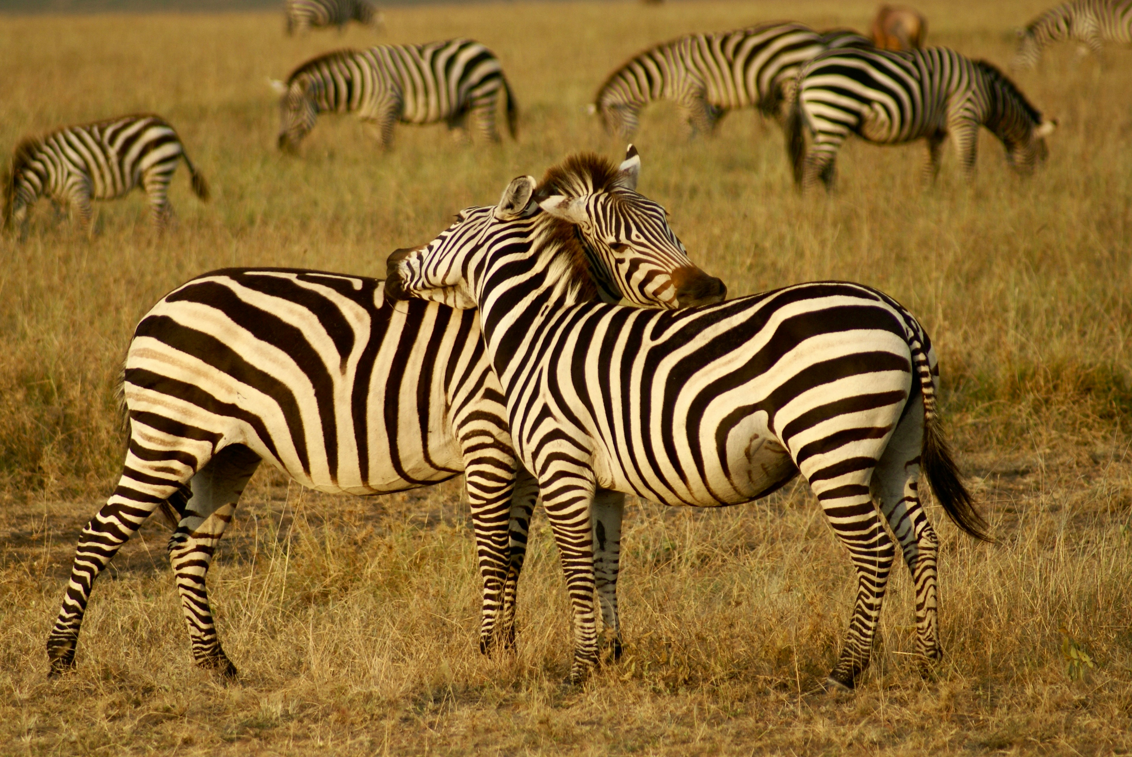 Tour | Kenya – 9 Days Discovery Safari Adventure | Bucket List Group ...