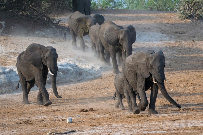 Tour | Where Giants Roam - Victoria Falls, Chobe & Hwange Safari ...