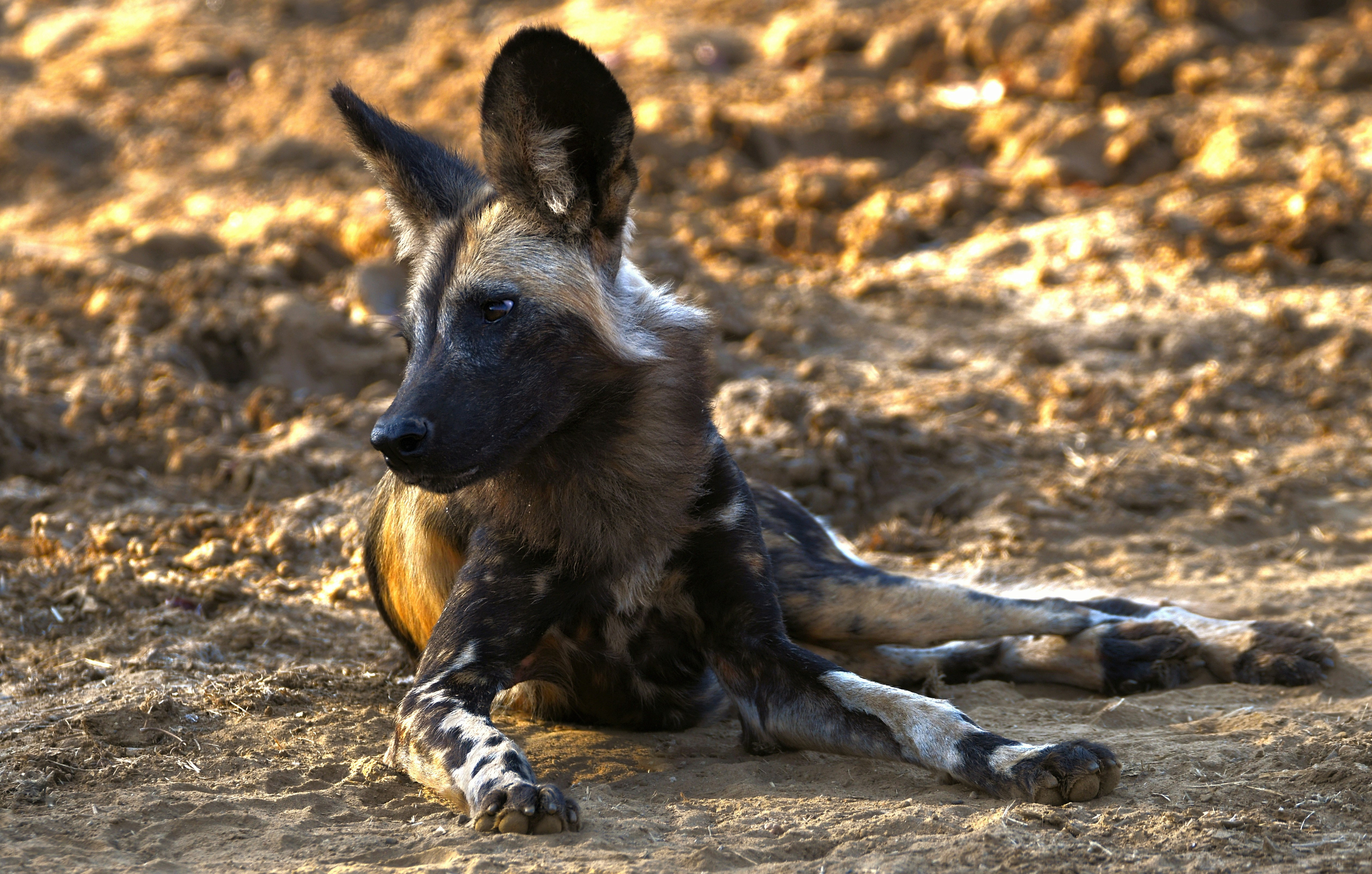 Tour | Kenya & Tanzania: Amboseli, The Serengeti & Ngorongoro Crater ...