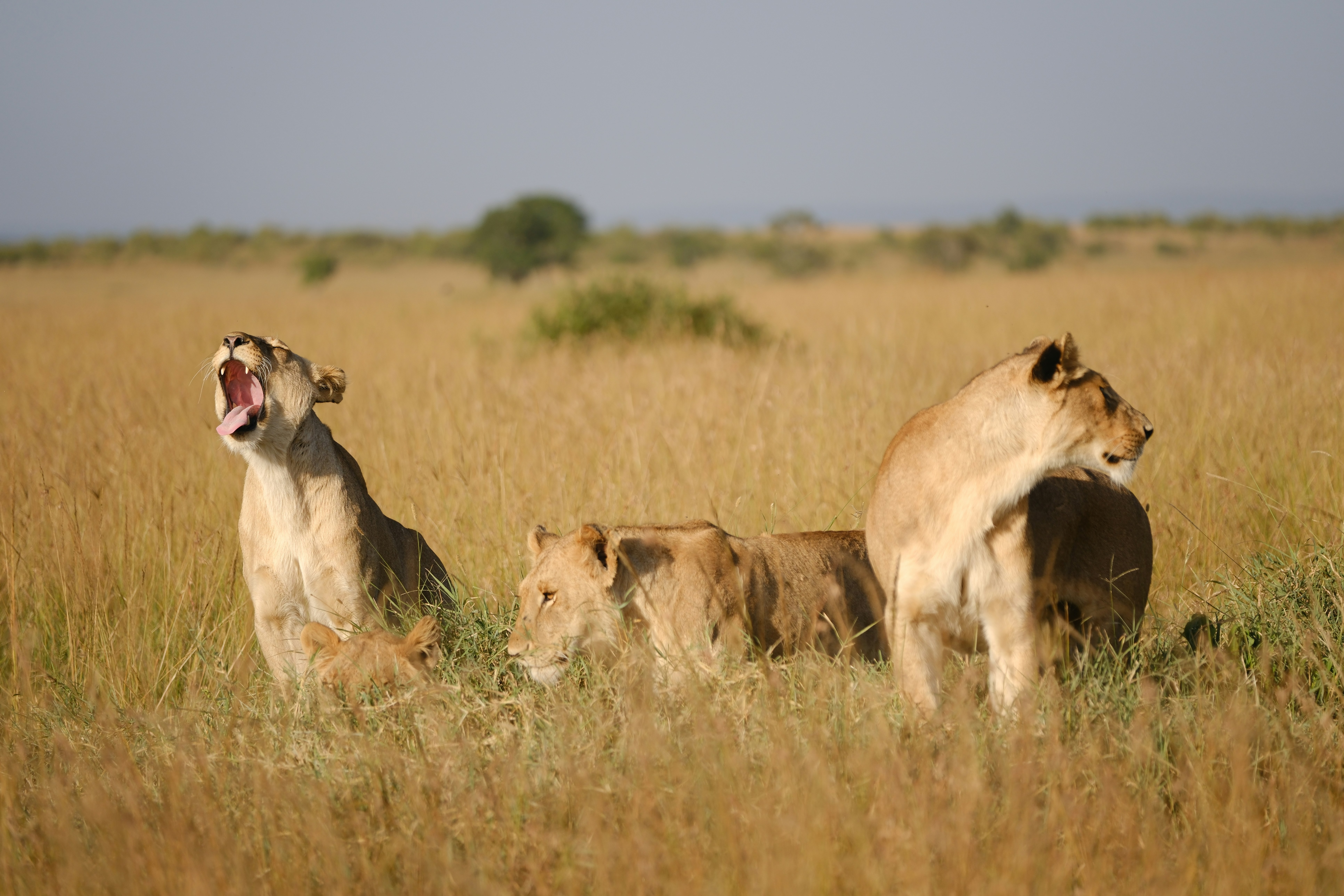 Tour | Kenya & Tanzania Safari Adventure | Trafalgar | AFKTN27