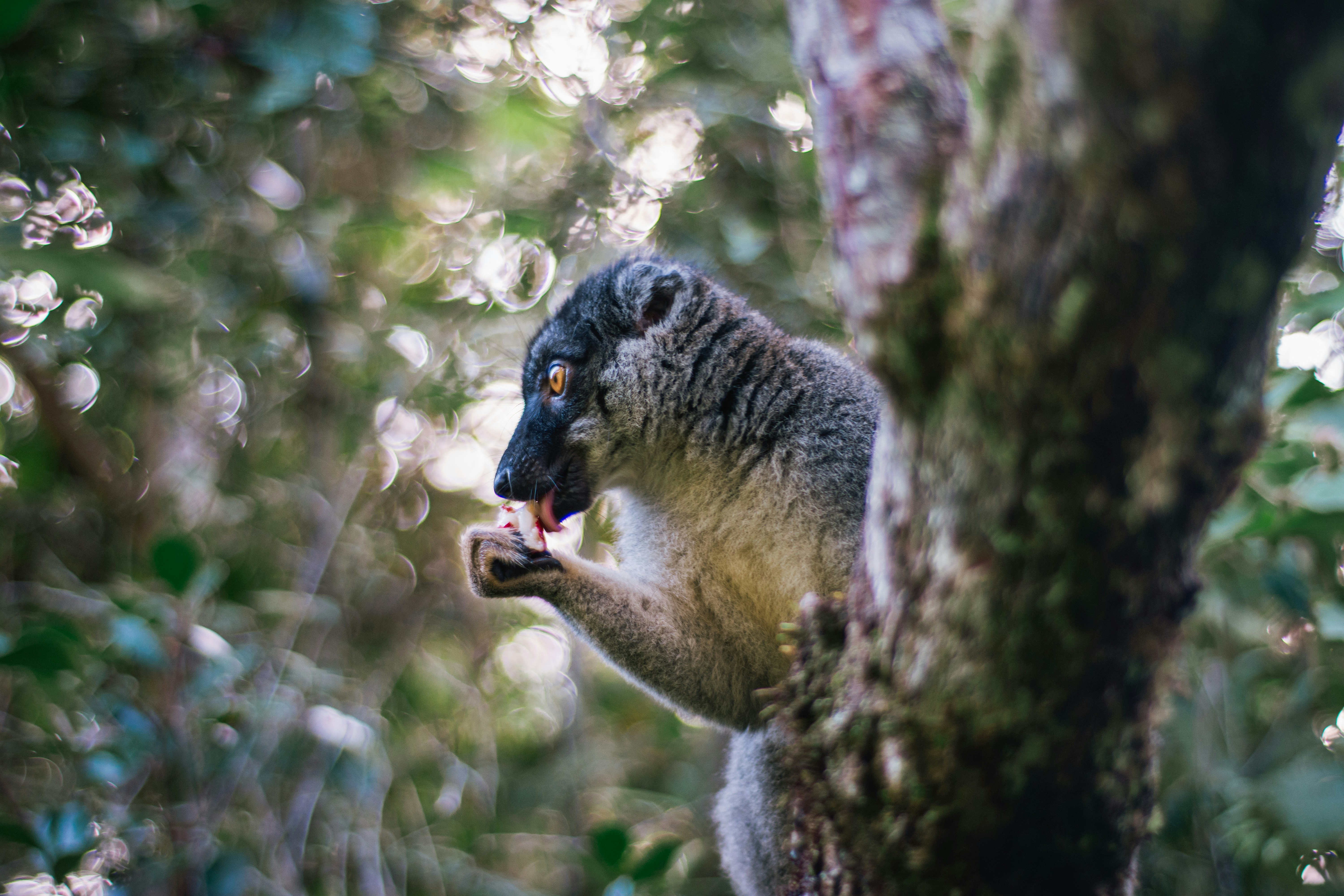 Tour | Madagascar: The Lost Continent | Explore! | MD